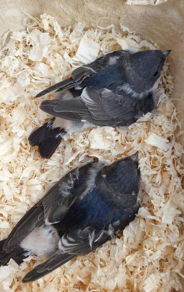 Twee zwaluwen maken de zomer - Kievitamines